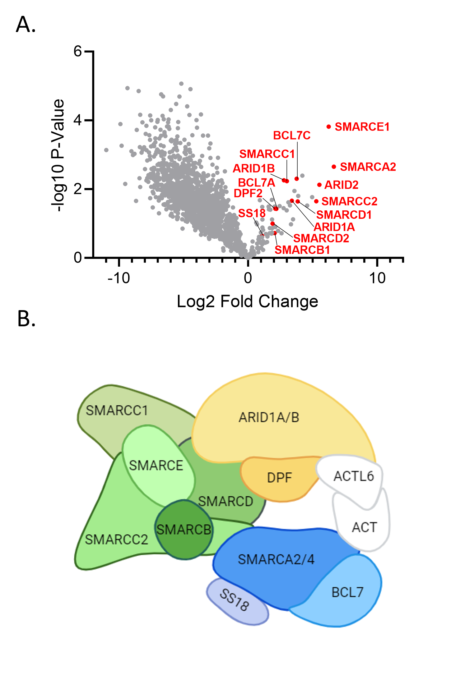 Comprehensive Analysis of Protein Dynamics Using HiBiT Tagging ...